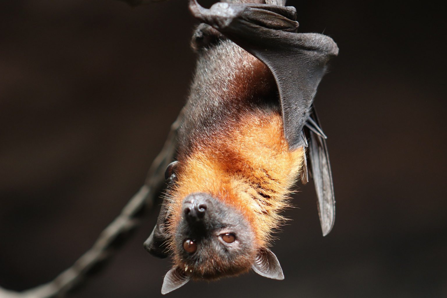 Hamilton has its first case of rabies from a bat bite in nearly two ...