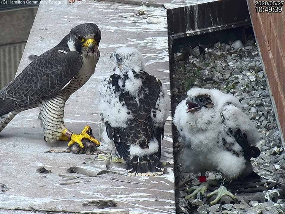 PHOTOS: Hamilton's favourite falcon youngsters are getting ready to ...
