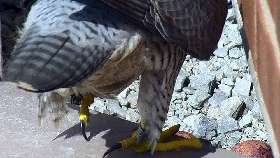 Hamilton's famous falcons are on the path to parenthood | INthehammer