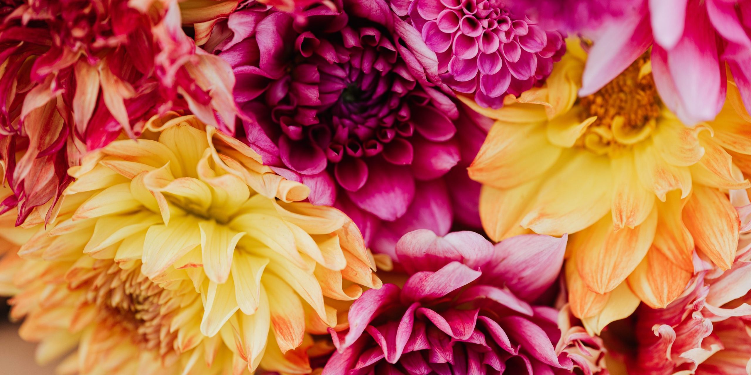 Hamilton's Fall Garden and Mum Show returns to Gage Park this weekend ...