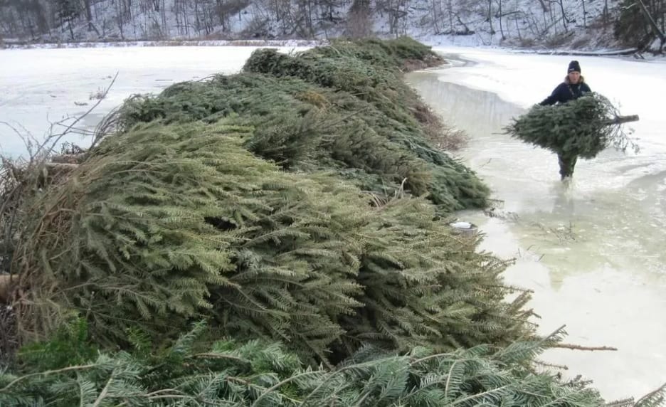 Trees, please: Royal Botanical Gardens begins annual collection ...