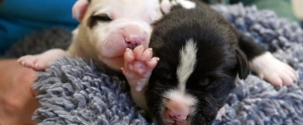 SPCA in a 'critical situation' and seeks more space to expand in ...