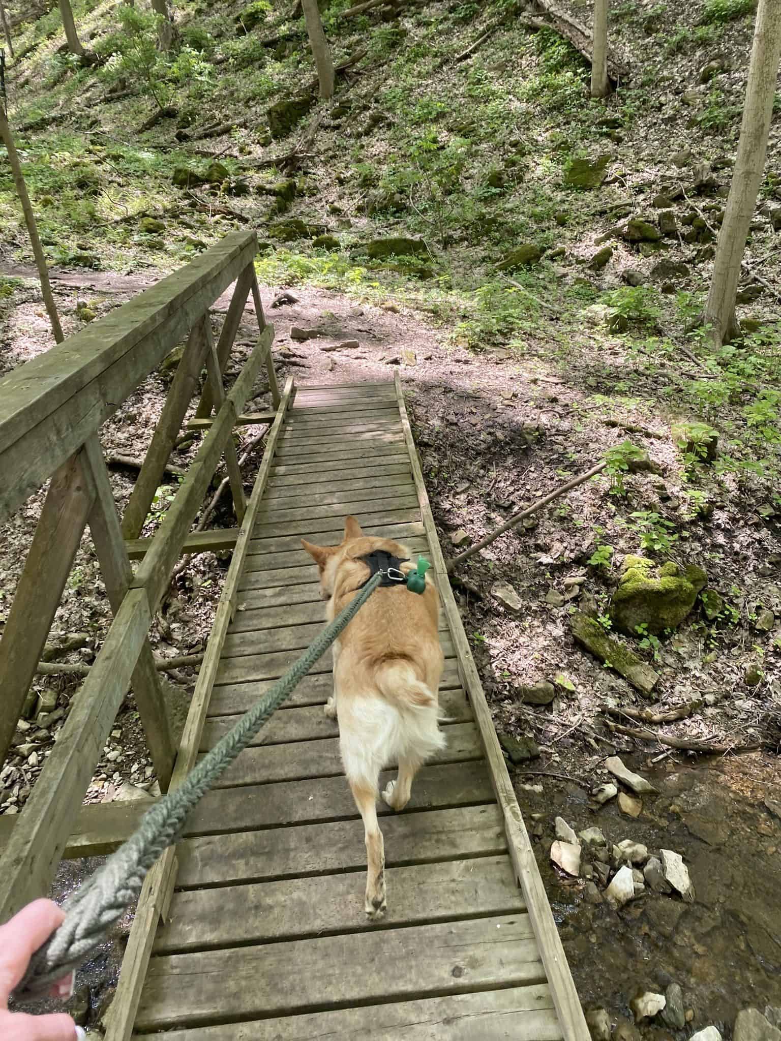5 dog-friendly trails in Hamilton to explore this summer | INthehammer