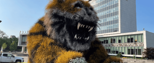 Meet Stripes, the 10-foot-tall floral tiger at Hamilton City Hall ...