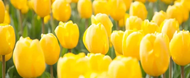 Spring Tide Bulb Show returns to Hamilton's Gage Park in March ...